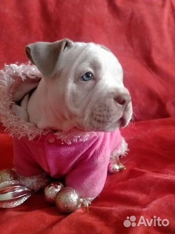 Американский булли покет