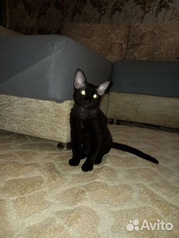 Котята корниш-рекс