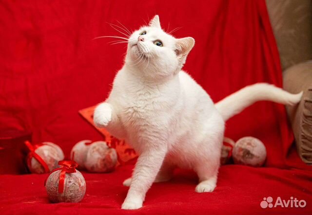 Белоснежка ищет ответственные ручки