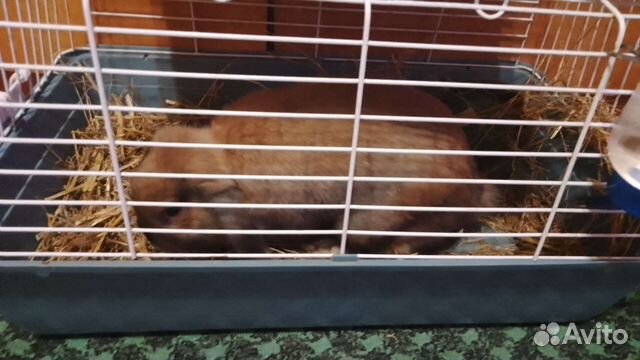 Продаю кролика 1000