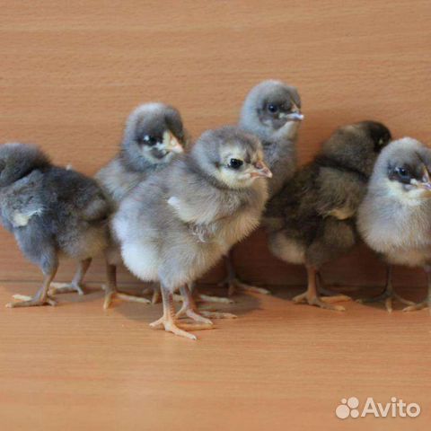 Цыплята, Бролеры, серебро, Москва