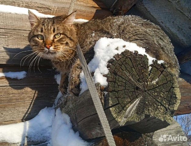 Босс, огромный котяра