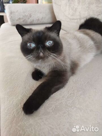 Кот экзот