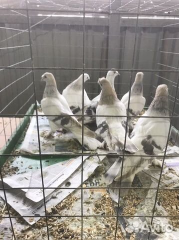 Турецкий,Бакинский,Иранские Голуби