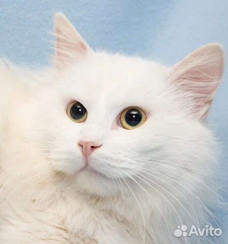 Турецкая ангорская кошечка Блонда