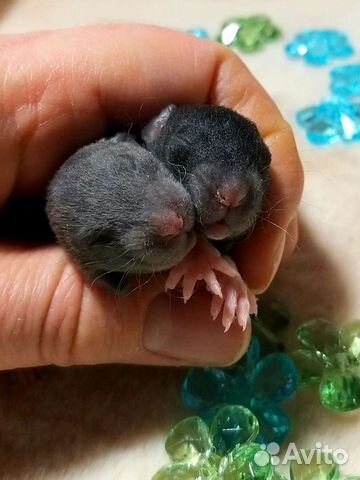 Крысята дамбо мальчишки от ratlove13.85