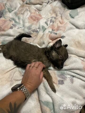 Отдам бесплатно