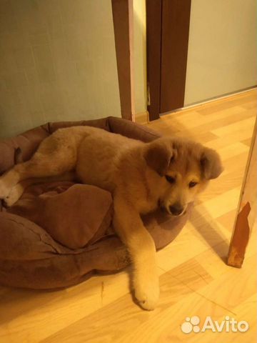 Мишка ищет семью