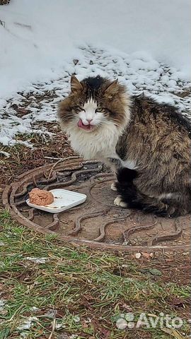 Пушистый молодой котик живет на люке