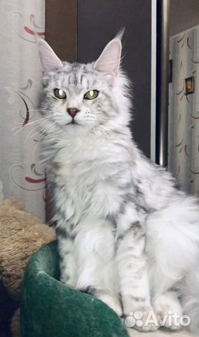 Серебрушка