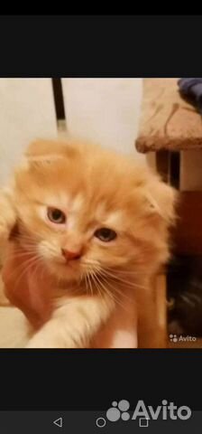 Отдам котика 2.5 месяца