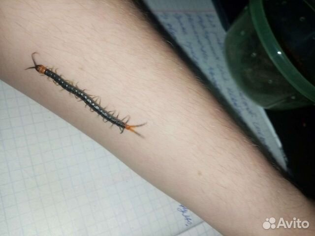Кольчатая сколопендра