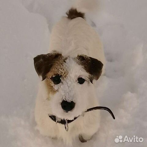 Вязка Джек Рассел