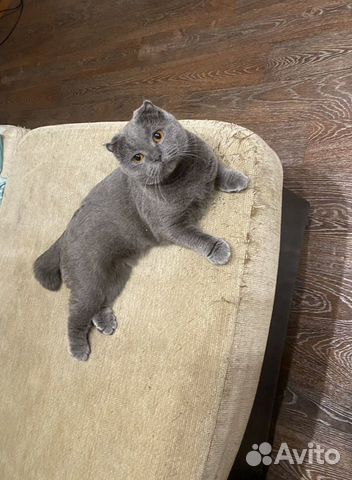 Кошка