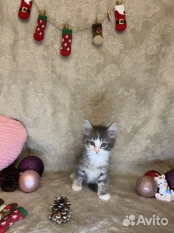 Сибирские Котята