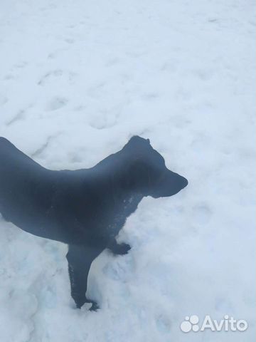 Потеряшка лабрадор