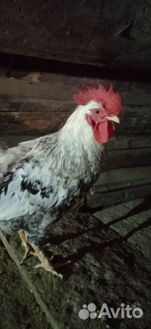 Куры петухи