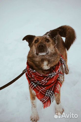 Тигровая собачка Даша ищет семью