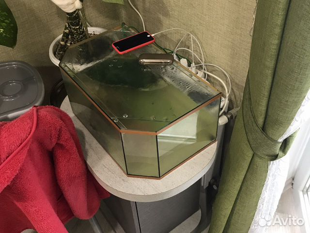 Отдам двух красноухих черепах с террариумом