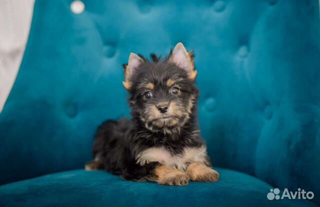 Девочка йорк