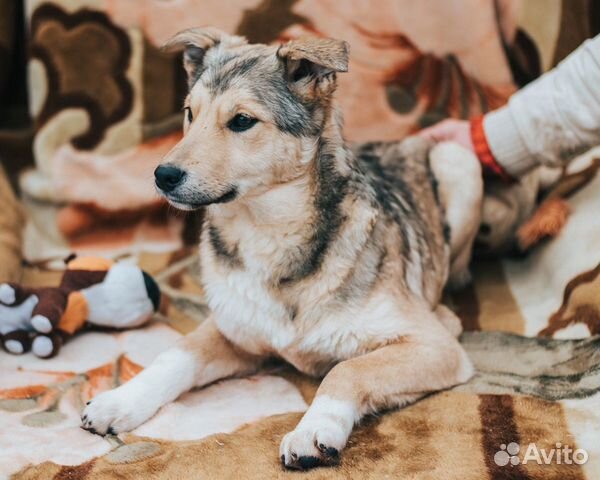 Чья принцесса) Щенок из приюта в дар