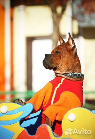 Китайский чунцин