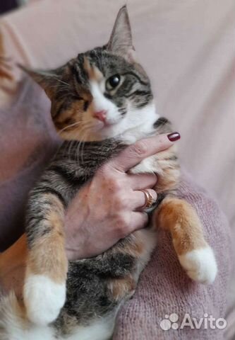 Особенный котенок в особенный дом