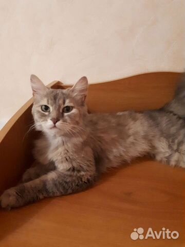 Ищем дом кошечке