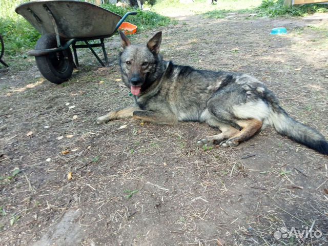 Собака в добрые руки