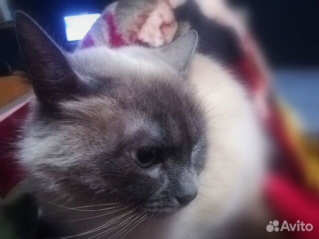 Отдам в добрые руки Кошка Невская маскарадная