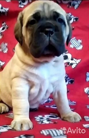 Бульмастиф девочка блондинка