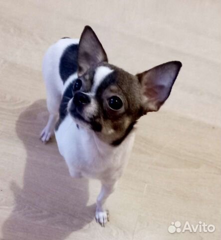 Чихуахуа мини вязка