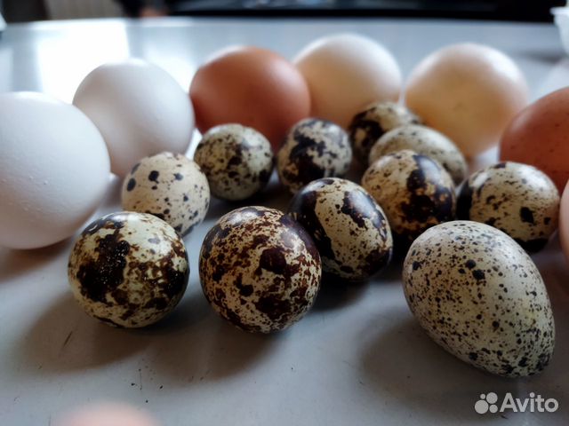 Яйцо перепелиное инкубационное