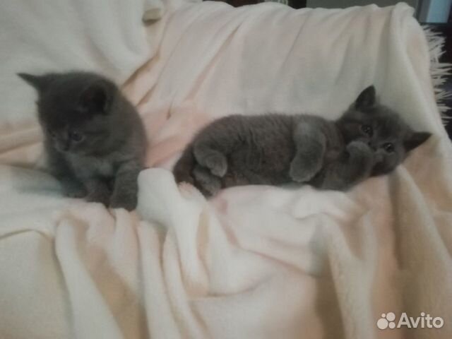 Продаются чисто кровные британские котята, без док