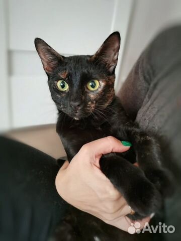 Кошечка-компаньон