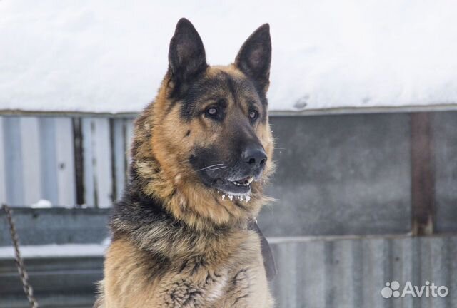 Серьёзный пёс Патрик ищет дом