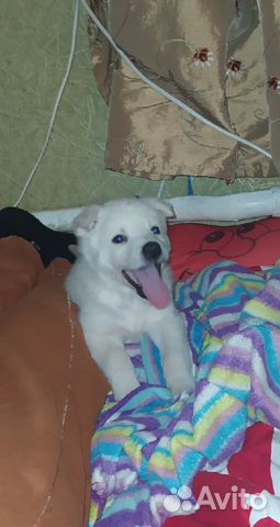 Щенок облачка ищет дом или передержку