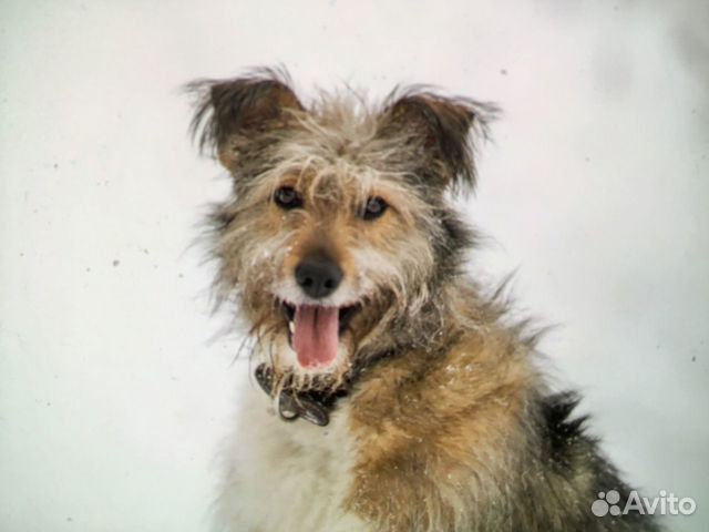 Тяпа мечтает стать домашним любимцем