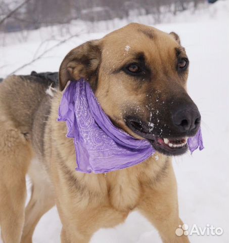 Стеснительный друг ищет семью