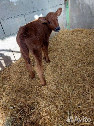 Телята тёлочка