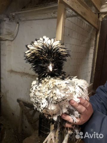 Продам семью Падуанов