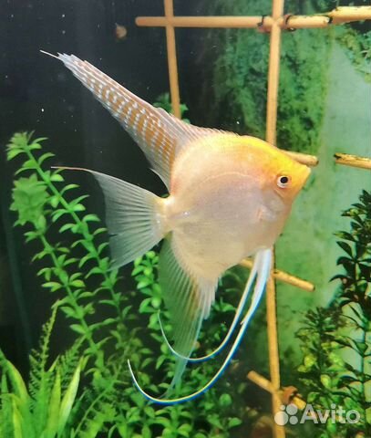 Скалярия платиновая