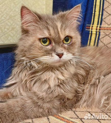 Кошенька ищет дом