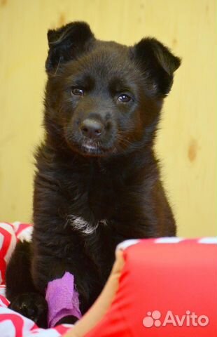 Медвежонок Багира