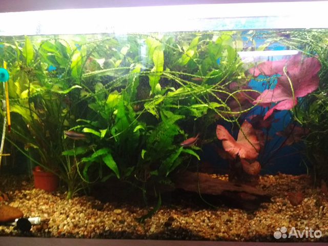 Аквариумы и креветочники продаю