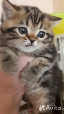 Необыкновенно красивые чистокр. шотландские котята