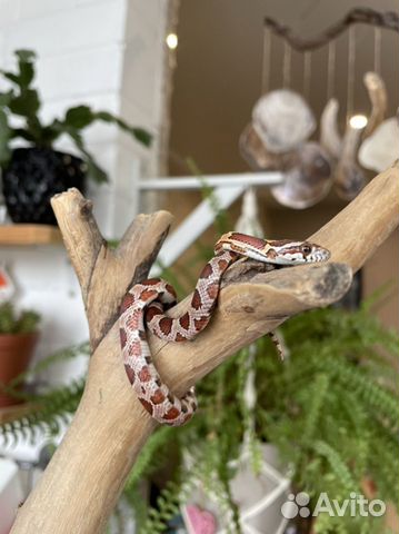 Маисовый полоз, самка, 6,5 месяцев с оборудованием