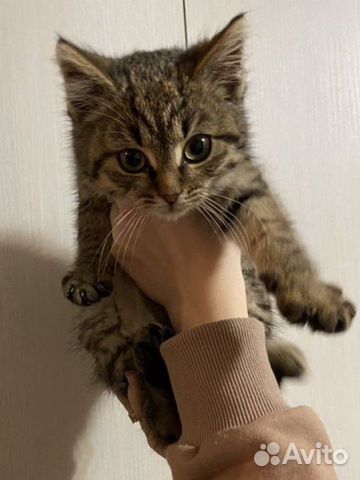 Британский котёнок (метис)