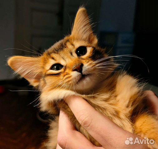Сомалийские котята