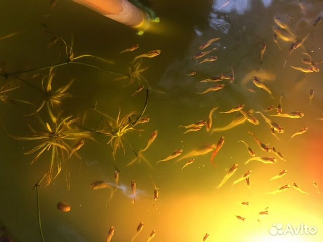 Рыбки -гуппи